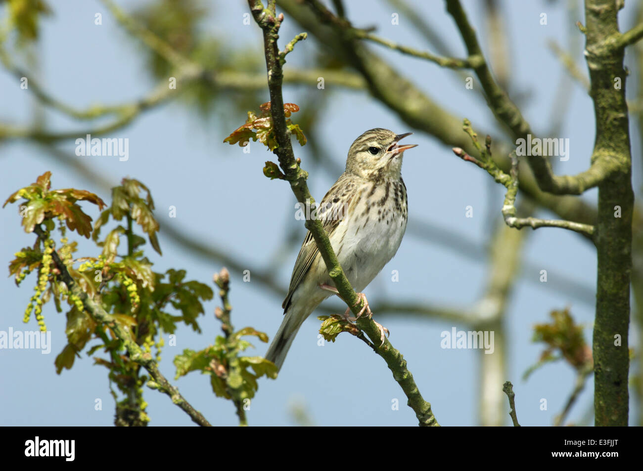 Tree pipit bird singing summer hi-res stock photography and images - Alamy