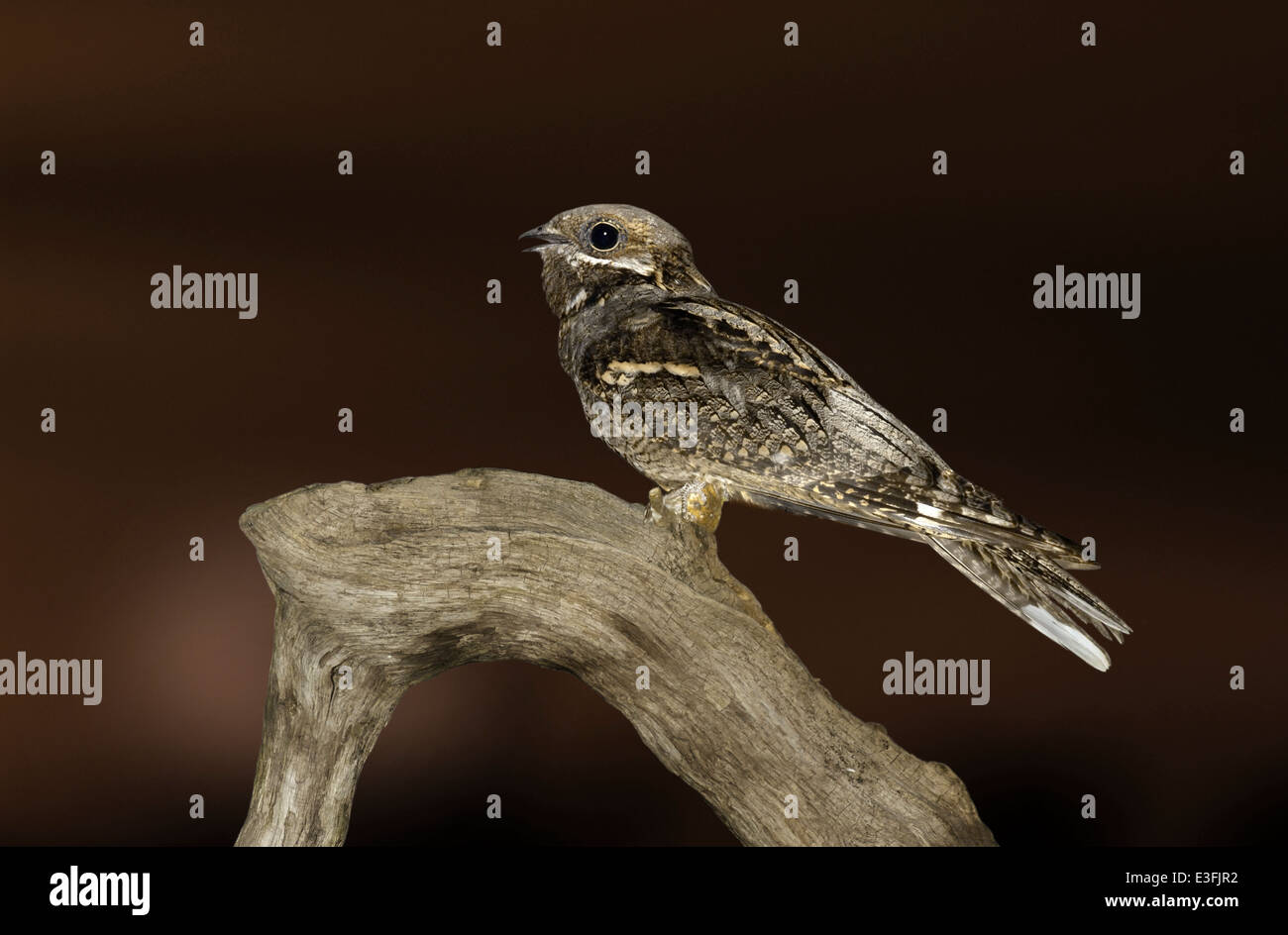 Nightjar bird hi-res stock photography and images - Alamy