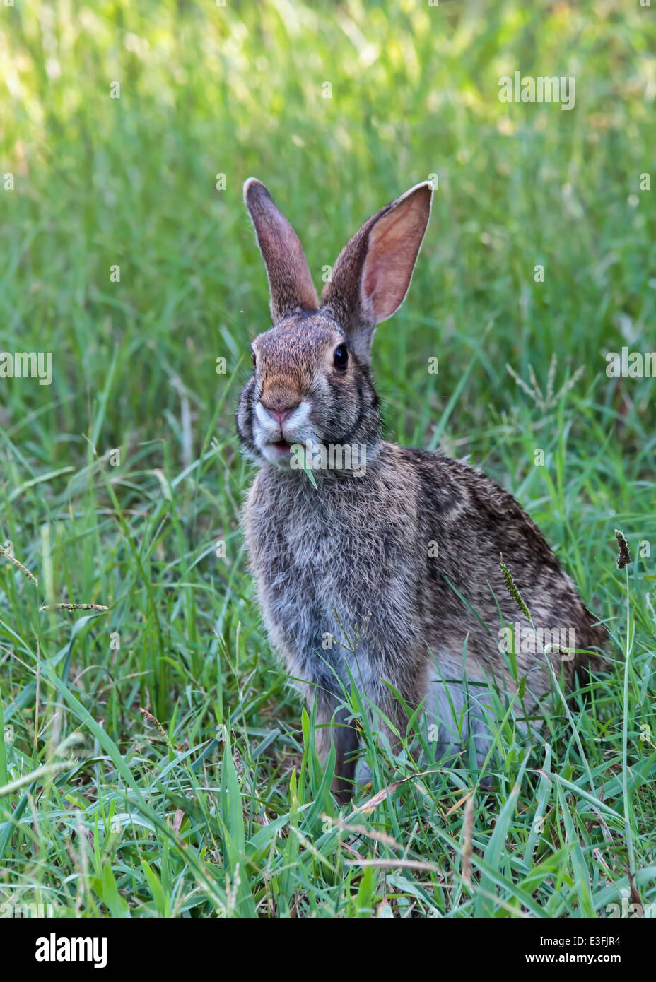 Eating bunny hi-res stock photography and images - Alamy