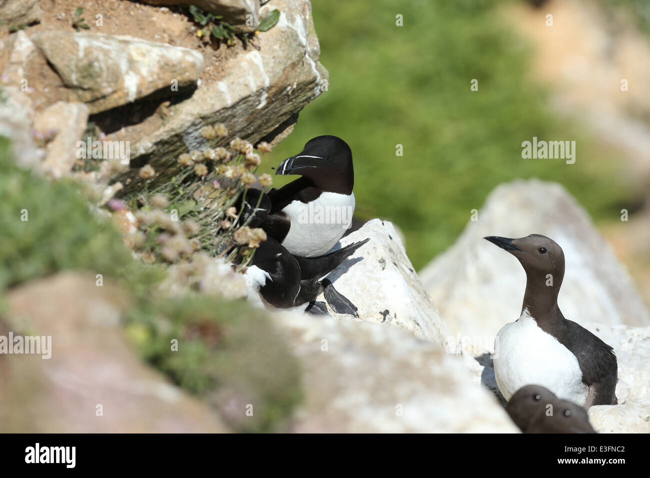 A Razorbill and Common Guillemot on the Saltee Islands in Wexford ...