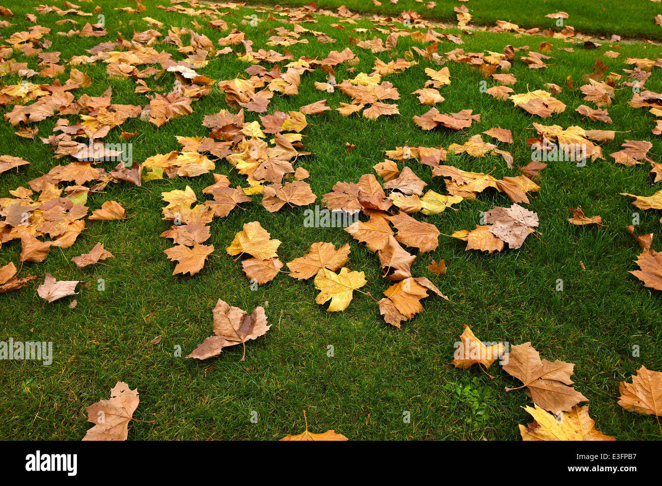 Green grass fallen leaves hi-res stock photography and images - Alamy