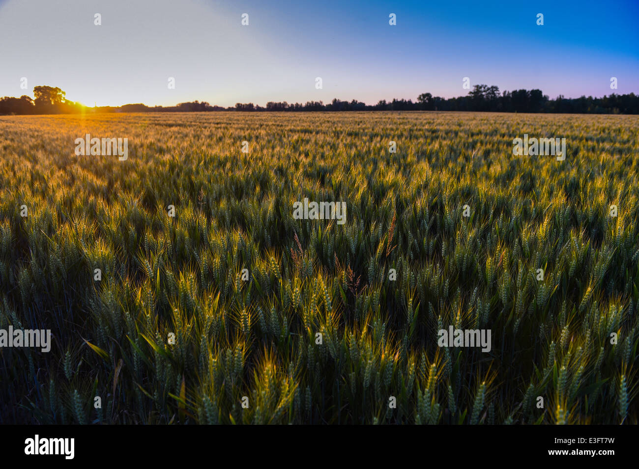 Sunset over wheat field Stock Photo - Alamy