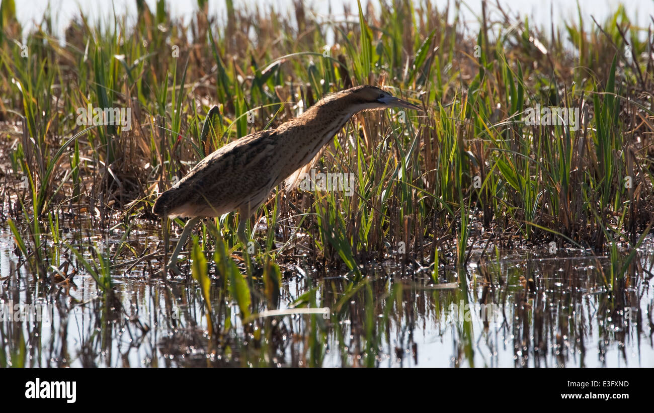 Bittern stepping out across the reed bed looking for food Stock Photo ...