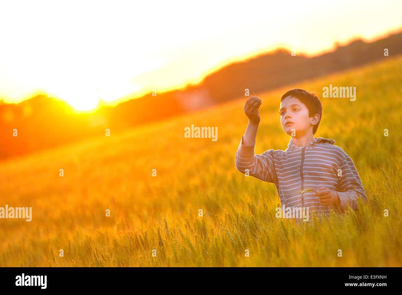 Little boy through a wheat field at sunset Stock Photo - Alamy