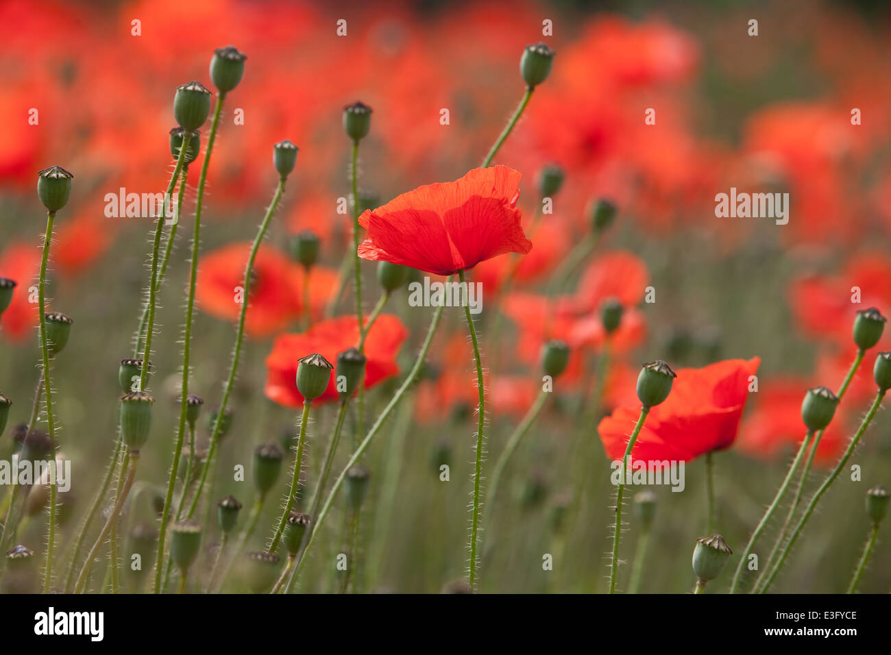 Acres of poppies, poppy fields, Norfolk UK Stock Photo - Alamy