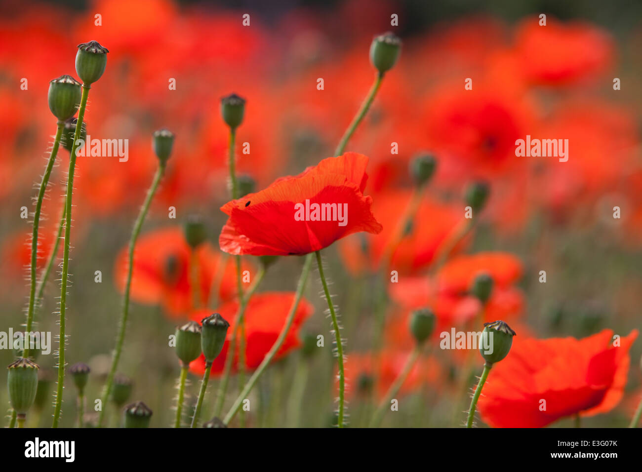 Acres of poppies, poppy fields, Norfolk UK Stock Photo - Alamy