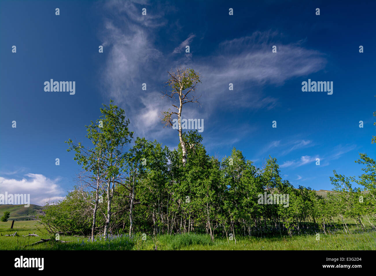 Small grove hi-res stock photography and images - Alamy