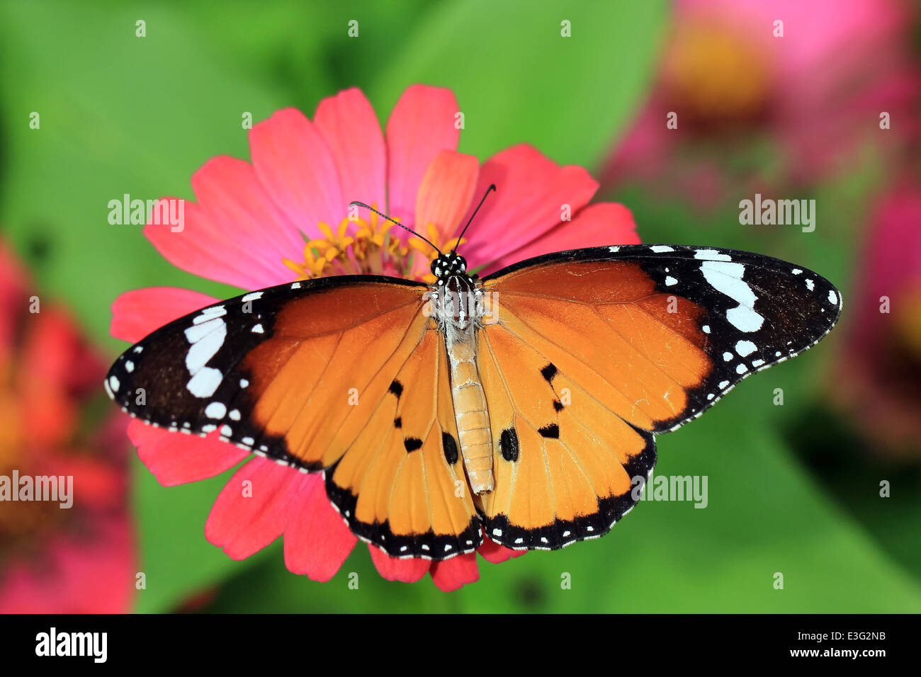 Beautiful pest hi-res stock photography and images - Alamy