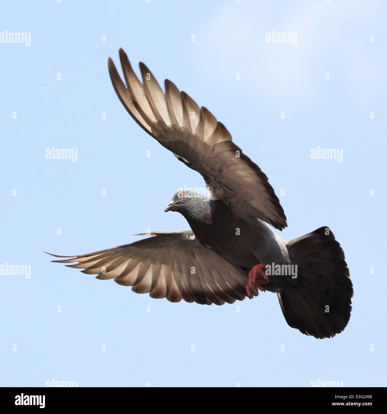 Flying dove against beautiful sky hi-res stock photography and images ...