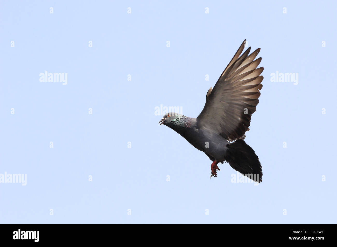 flying dove bird against beautiful sky Stock Photo - Alamy