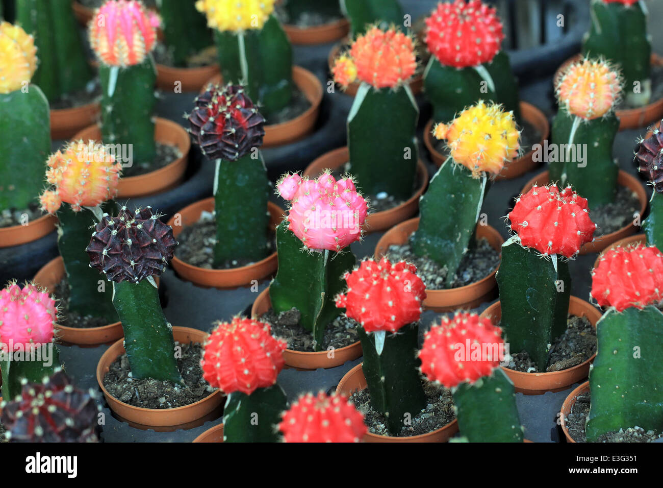 colorful of cactus at flower market Stock Photo - Alamy