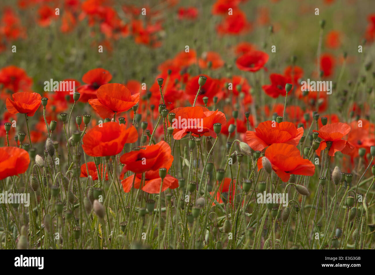 Acres of poppies, poppy fields, Norfolk UK Stock Photo - Alamy