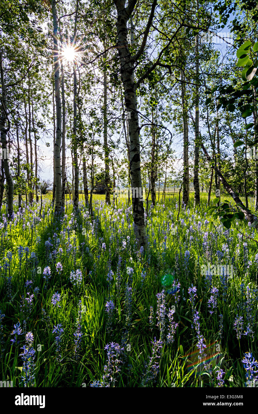 Aspen grove with blue flowers and sun star Stock Photo - Alamy