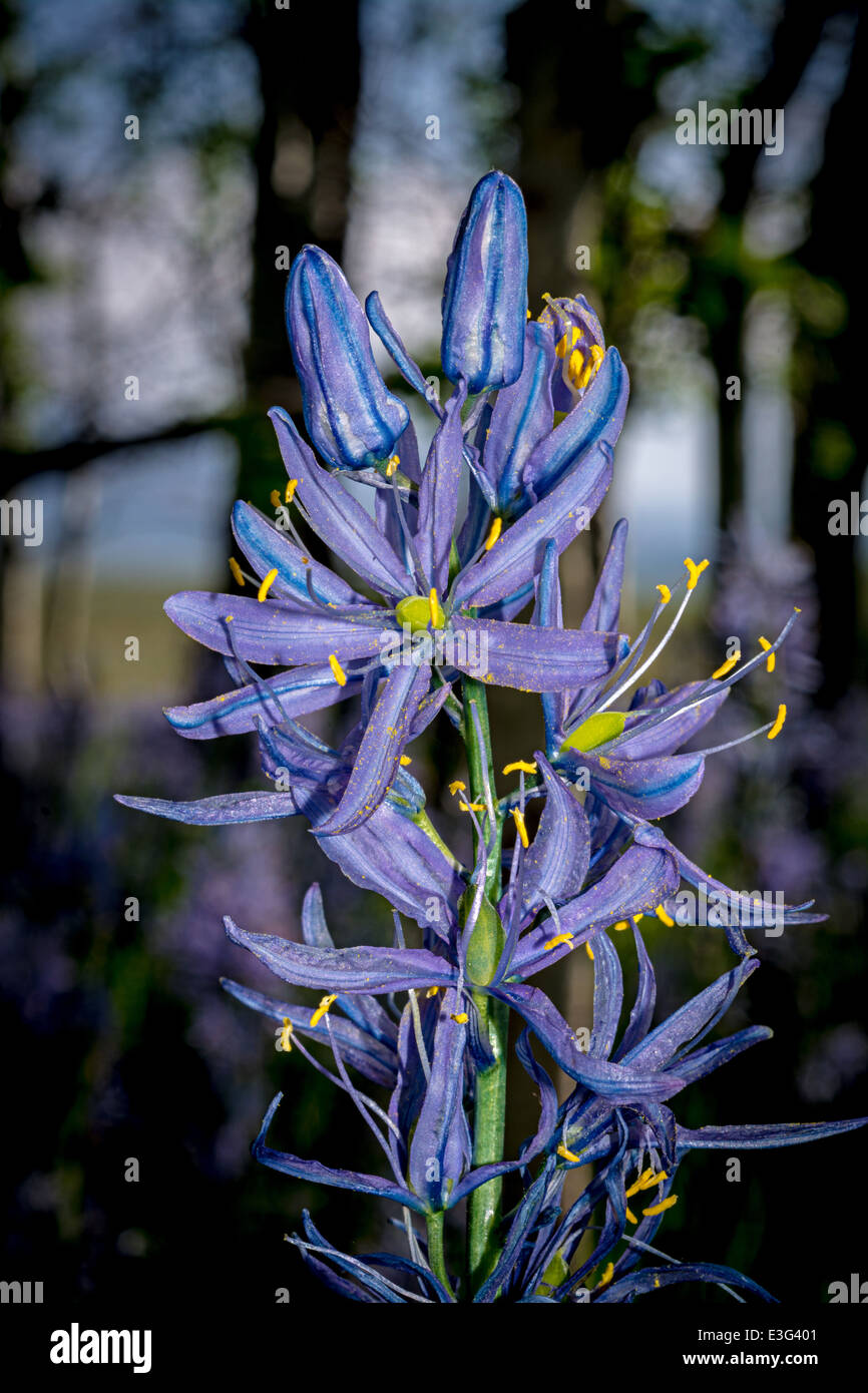 Blue Camas Flower Stock Photos & Blue Camas Flower Stock Images - Alamy