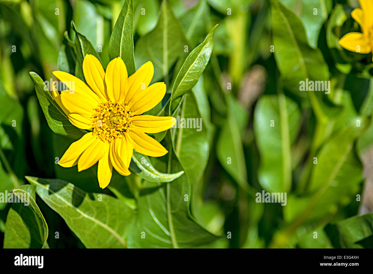 Single yellow spring flower in nature Stock Photo - Alamy
