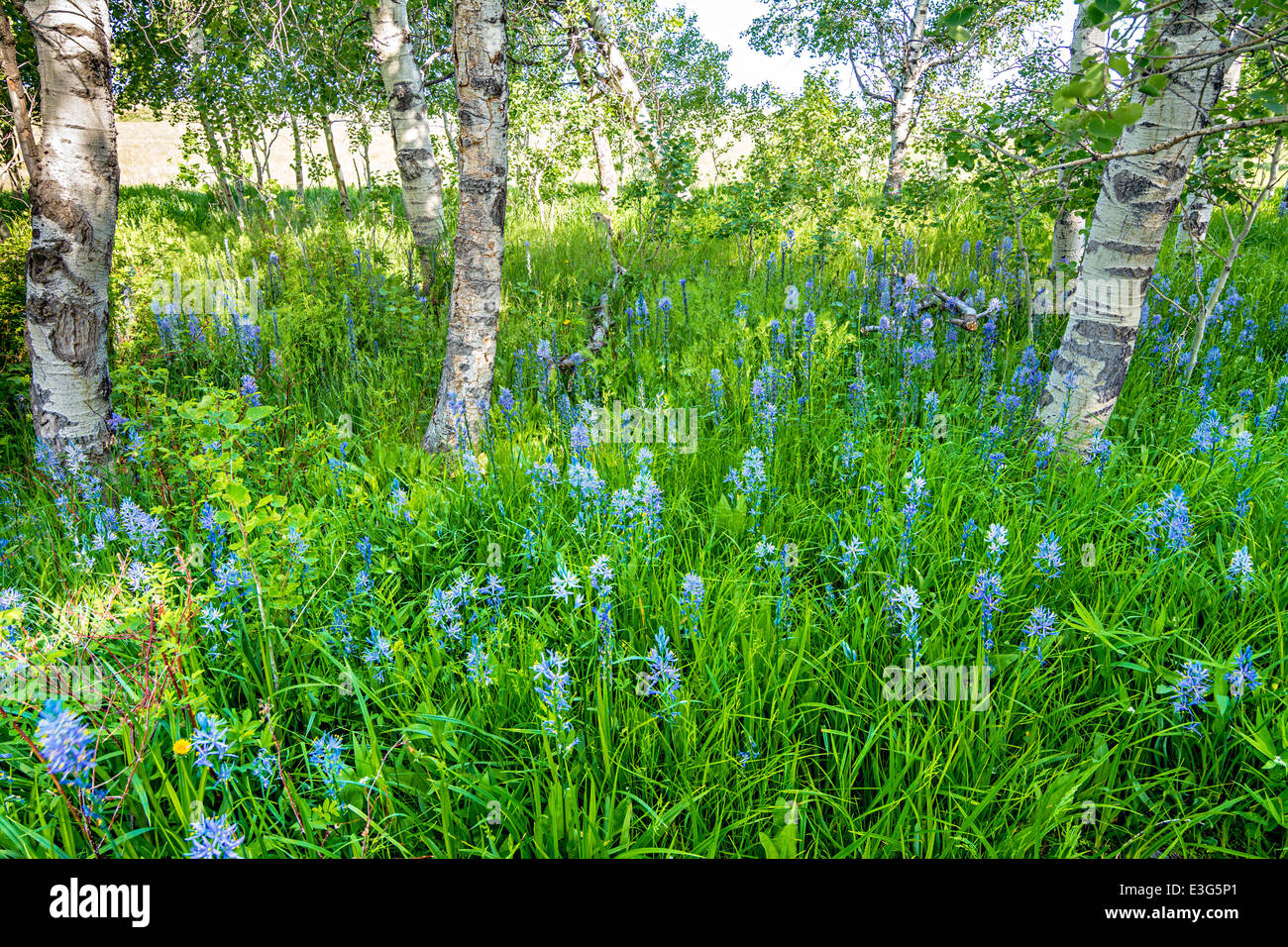 Camas lilies and Aspen trees Stock Photo - Alamy