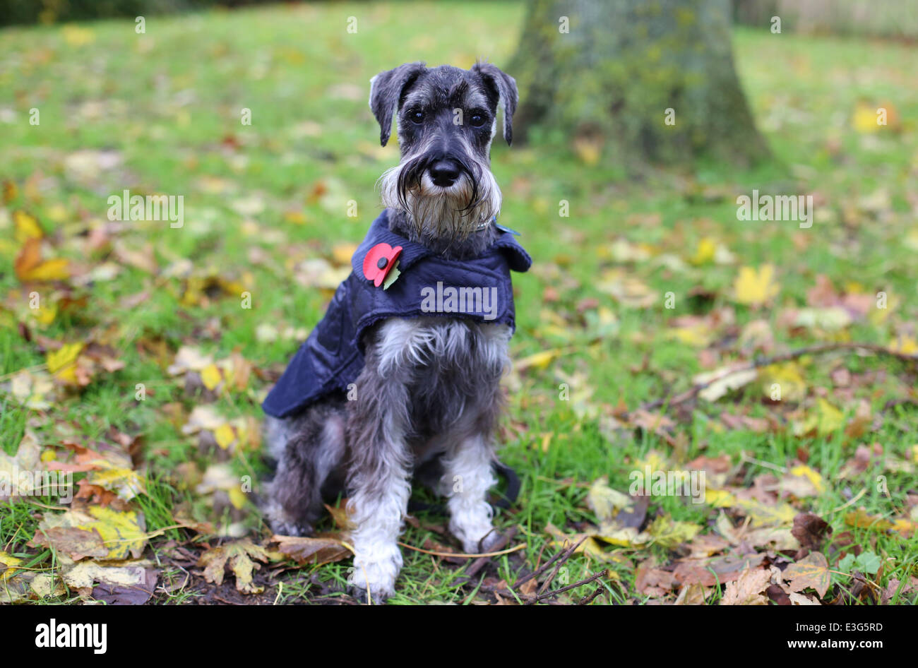 Presley the dog wears a poppy for Remembrance Sunday Where: London ...