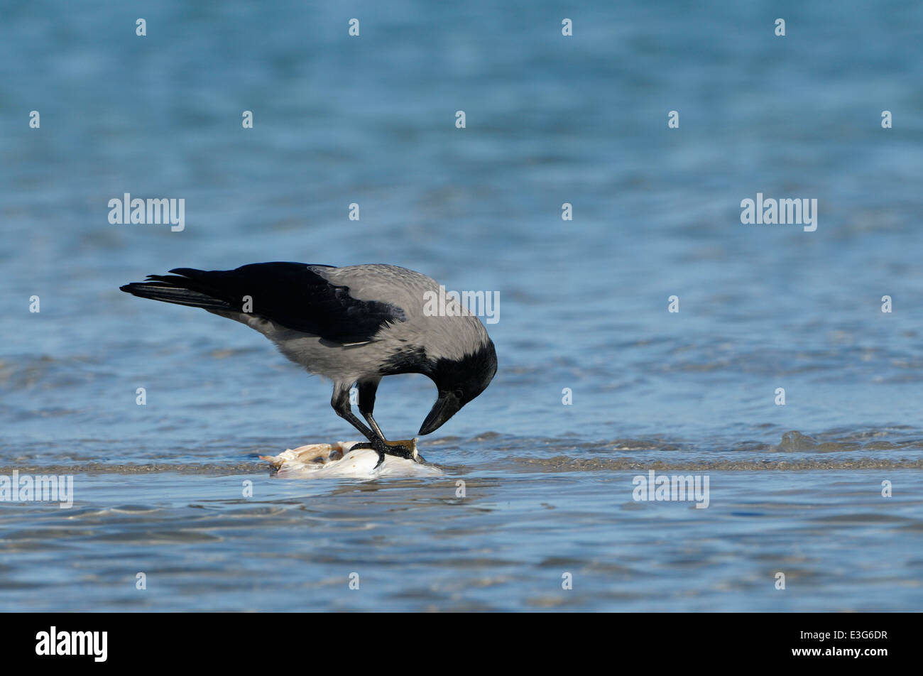 Corvus corone cornix Stock Photo - Alamy