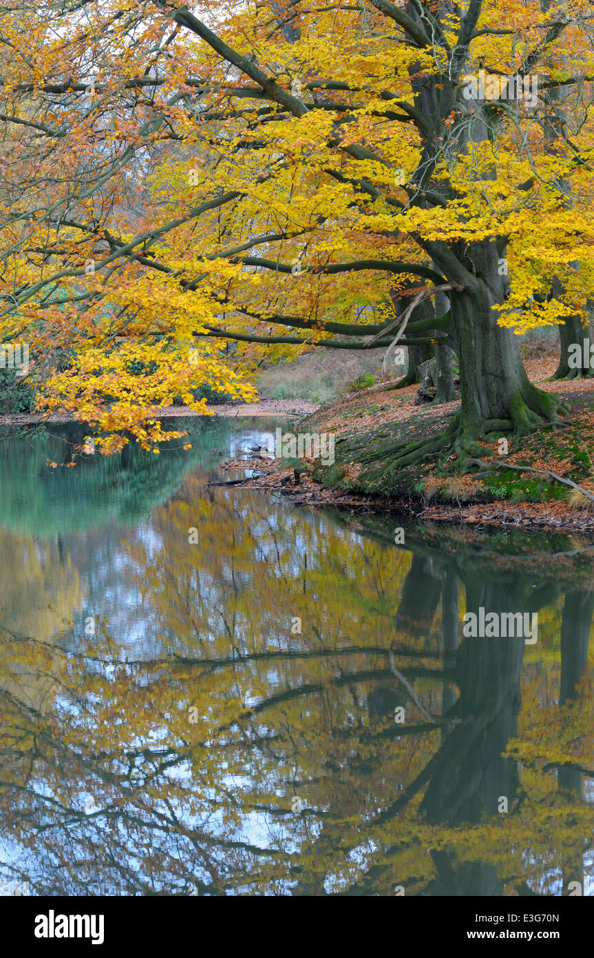 Dulmen hi-res stock photography and images - Alamy