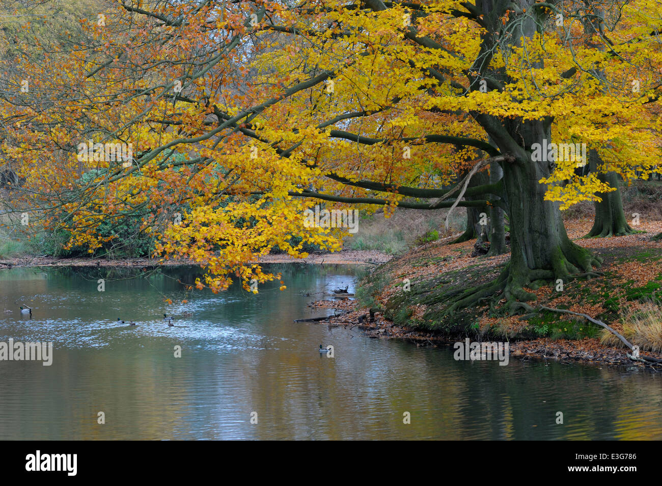 Dulmen High Resolution Stock Photography and Images - Alamy