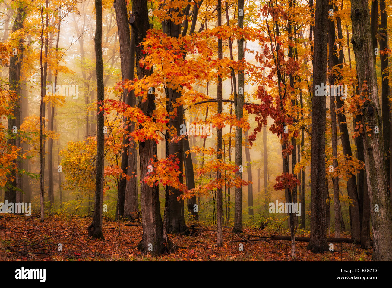 A foggy fall woodland in Michigan's north woods, USA Stock Photo - Alamy