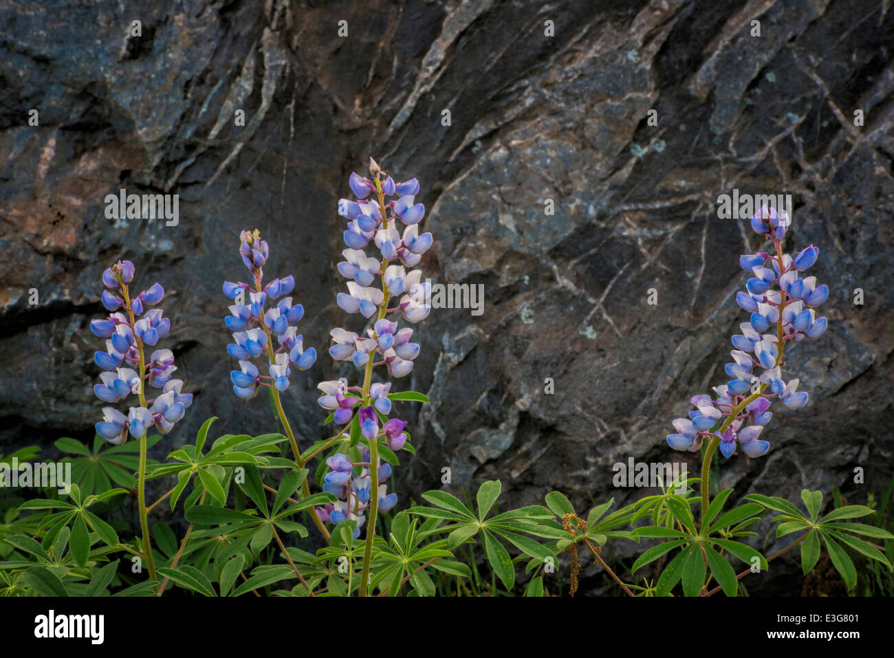 Lupinus perennis hi-res stock photography and images - Alamy