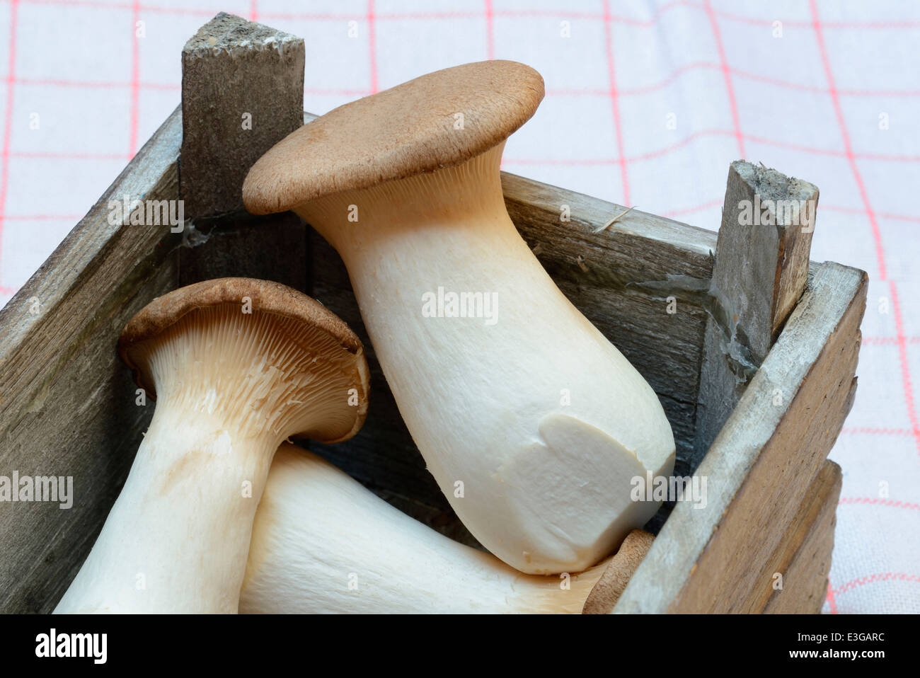 Eryngii hi-res stock photography and images - Alamy