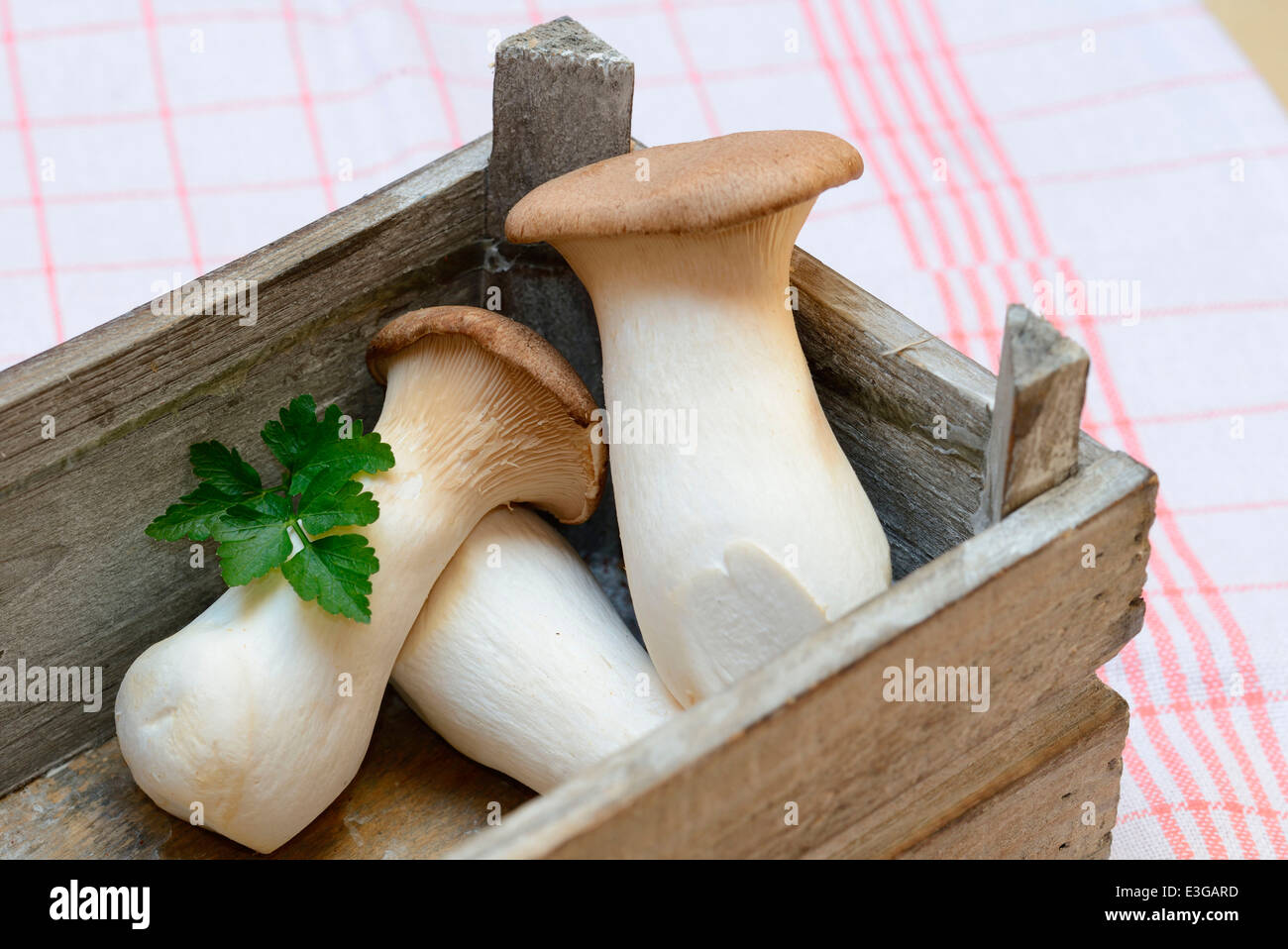 Eryngii hi-res stock photography and images - Alamy