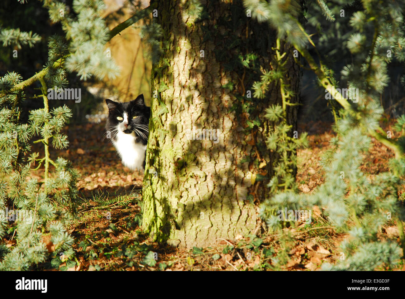 Cat hiding behind tree hi-res stock photography and images - Alamy