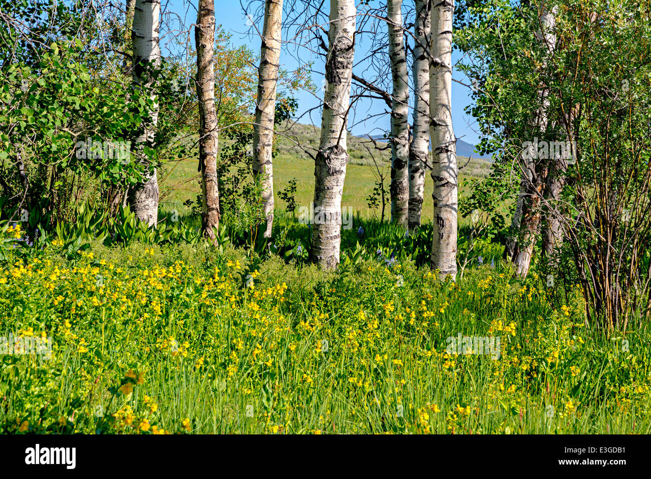 Indian tree with yellow flowers hi-res stock photography and images - Alamy