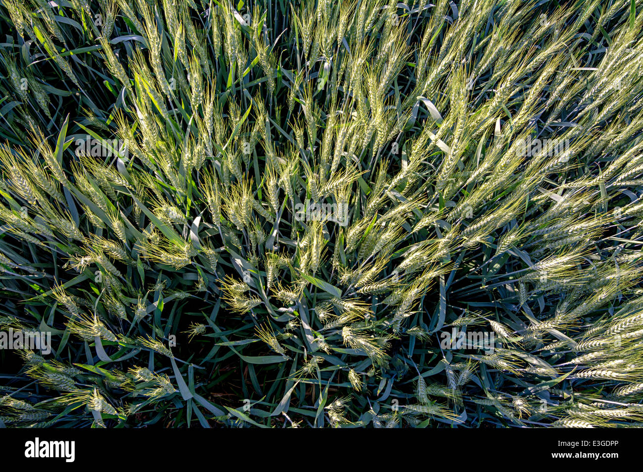 Young spring wheat hi-res stock photography and images - Alamy