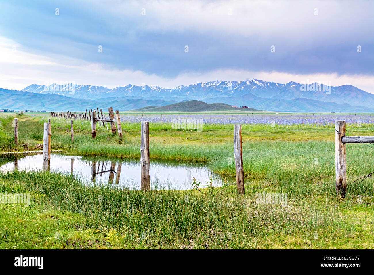Snow covered mountains and field of flowers Stock Photo - Alamy