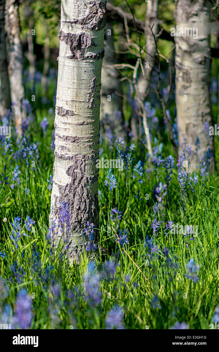 Aspen tree flower hi-res stock photography and images - Alamy