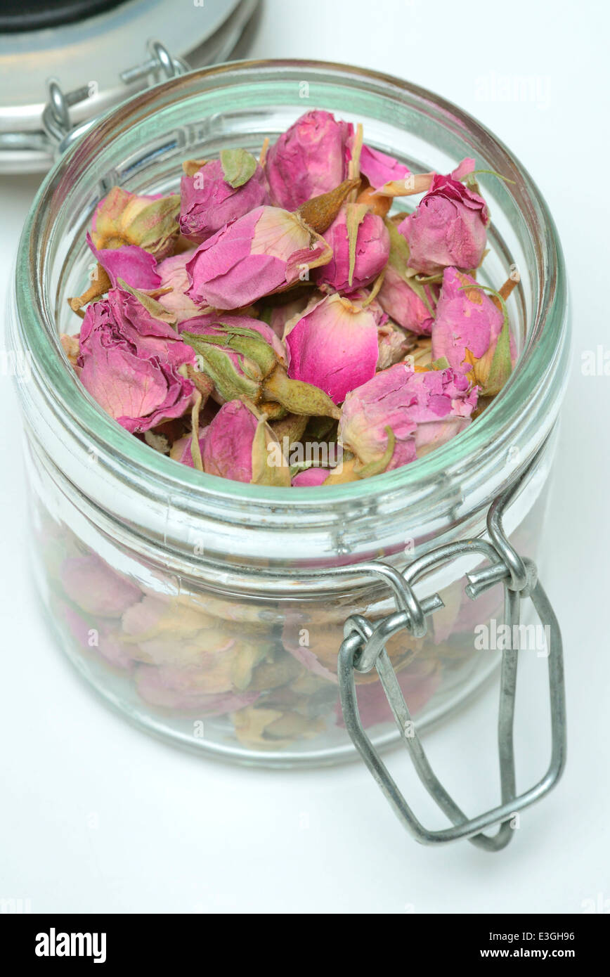 Rose buds rose hi-res stock photography and images - Alamy