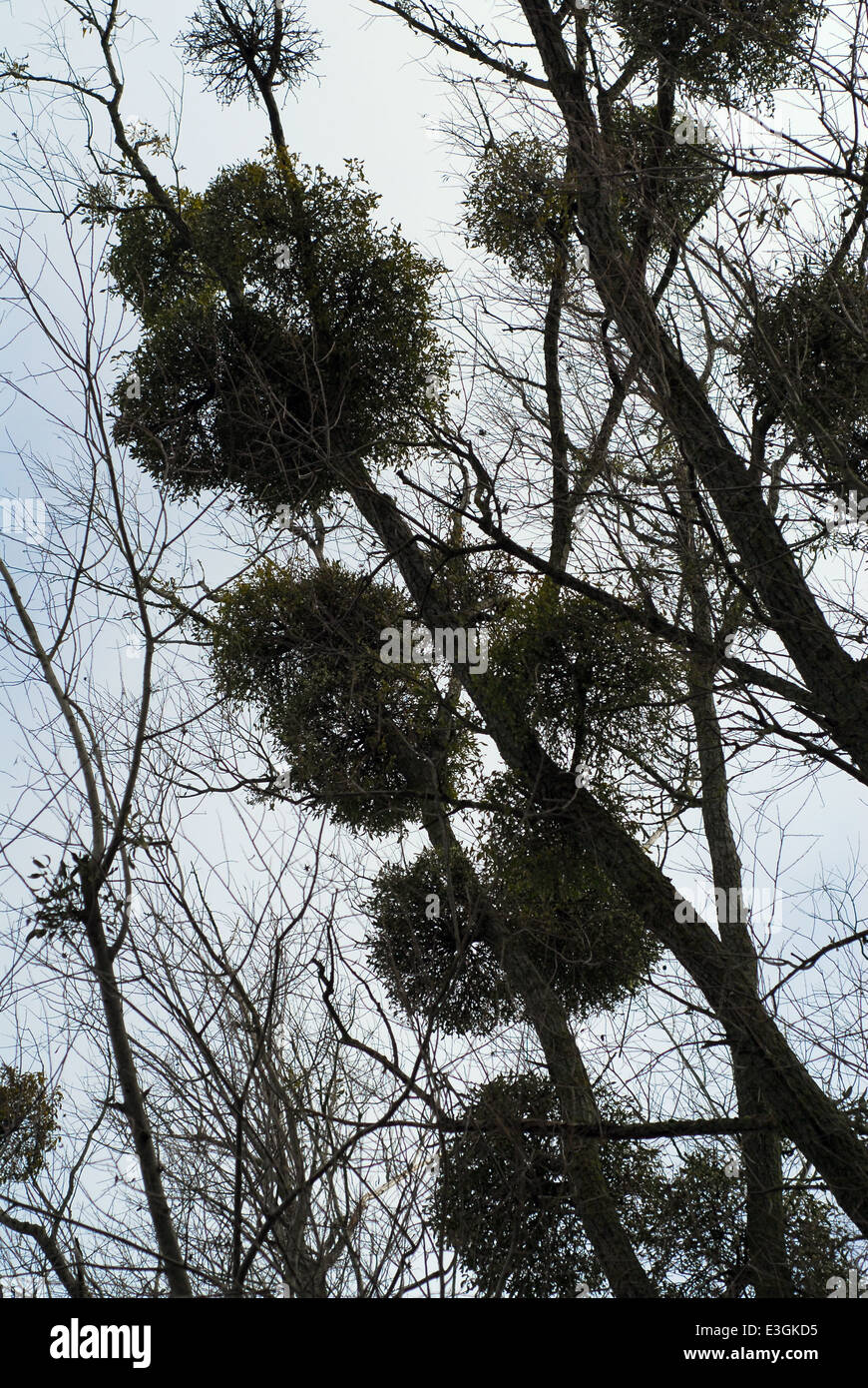 Epiphytes hi-res stock photography and images - Alamy