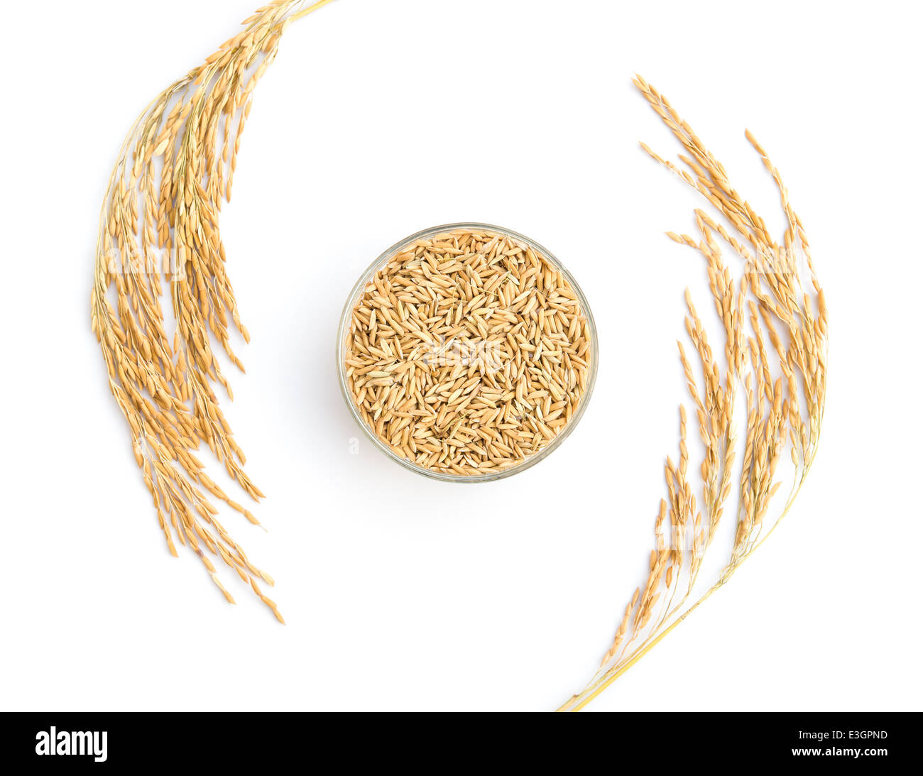 paddy on white Stock Photo - Alamy