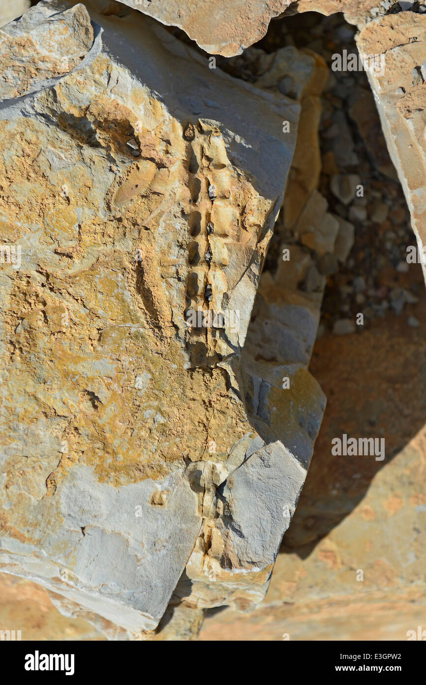 Mesosaurus fossils hi-res stock photography and images - Alamy
