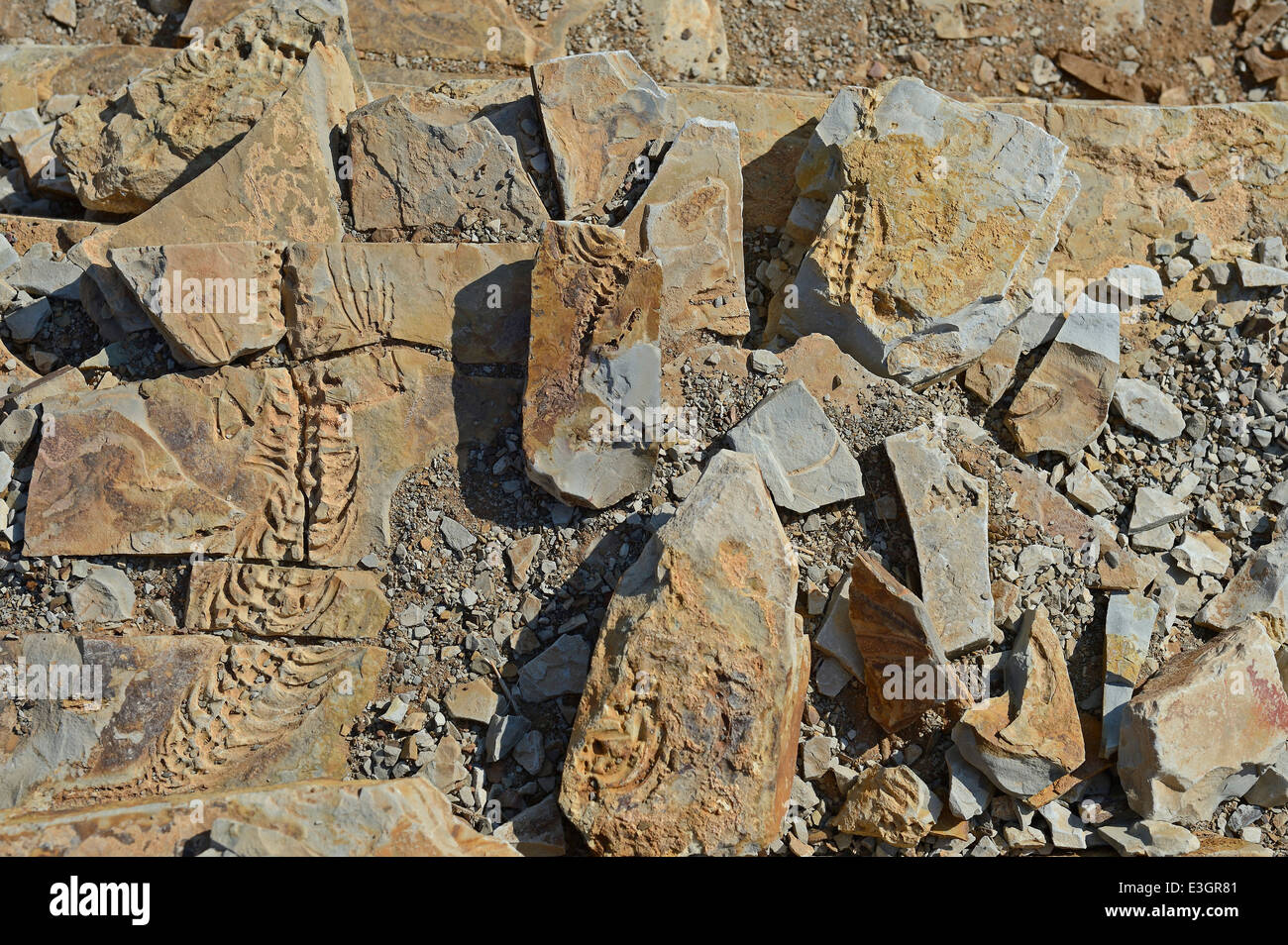 Mesosaurus Fossils High Resolution Stock Photography and Images - Alamy