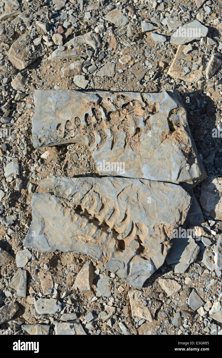 Mesosaurus fossils hi-res stock photography and images - Alamy