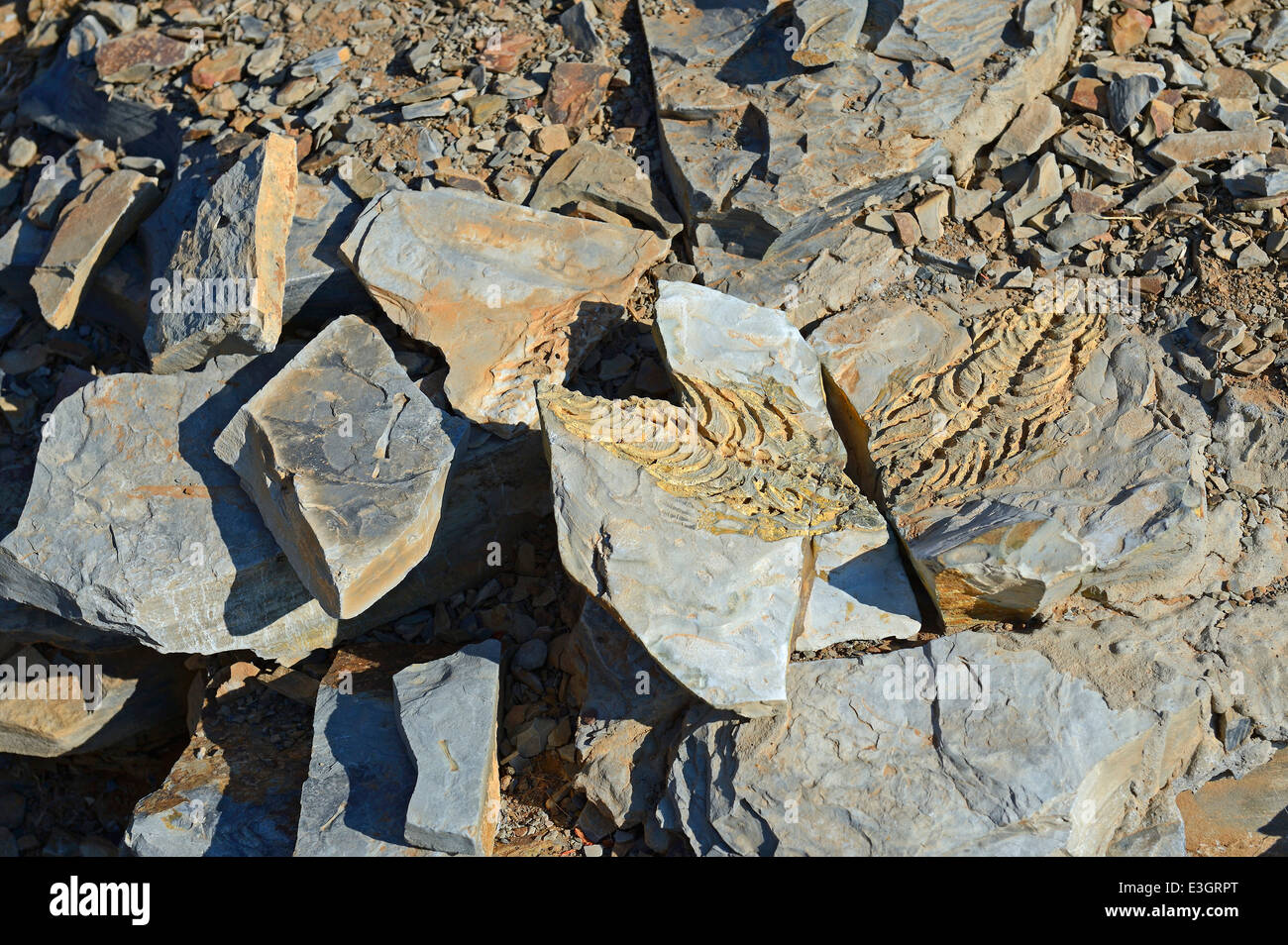 Mesosaurus Fossils High Resolution Stock Photography and Images - Alamy