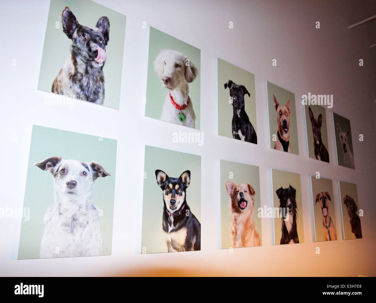 British Born Christina Beckles fights at Gleason's Gym for 'The Sato ...