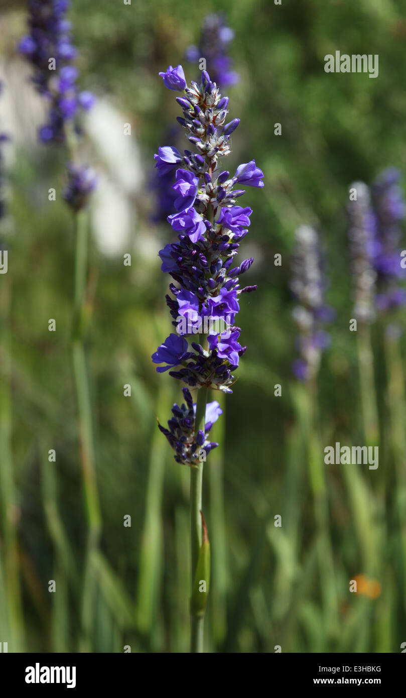 Aristea major close up of flower Stock Photo - Alamy