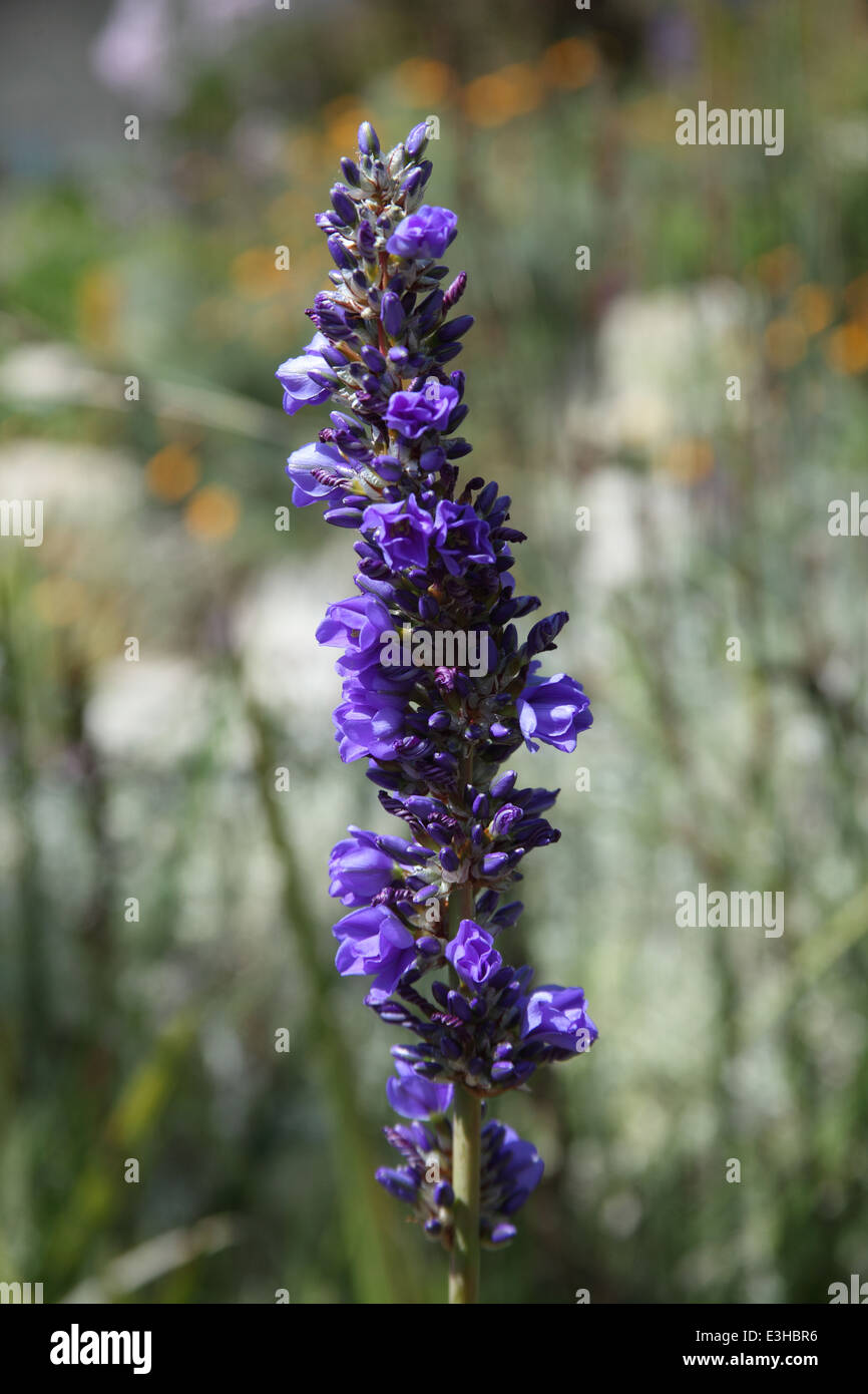 Aristea major close up of flower Stock Photo - Alamy