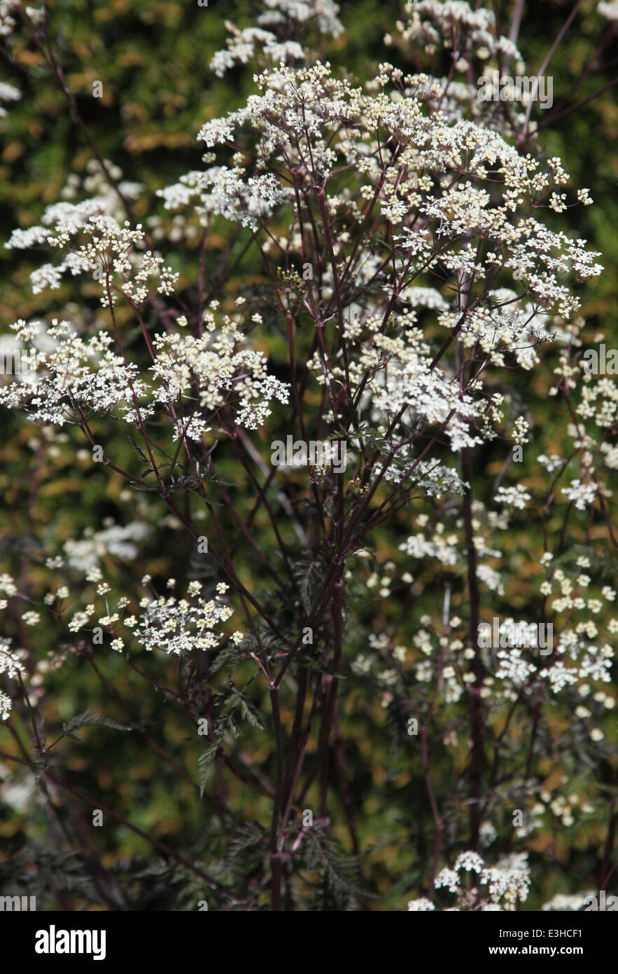 Anthriscus sylvestris 'Ravens Wing' plant in flower Stock Photo - Alamy