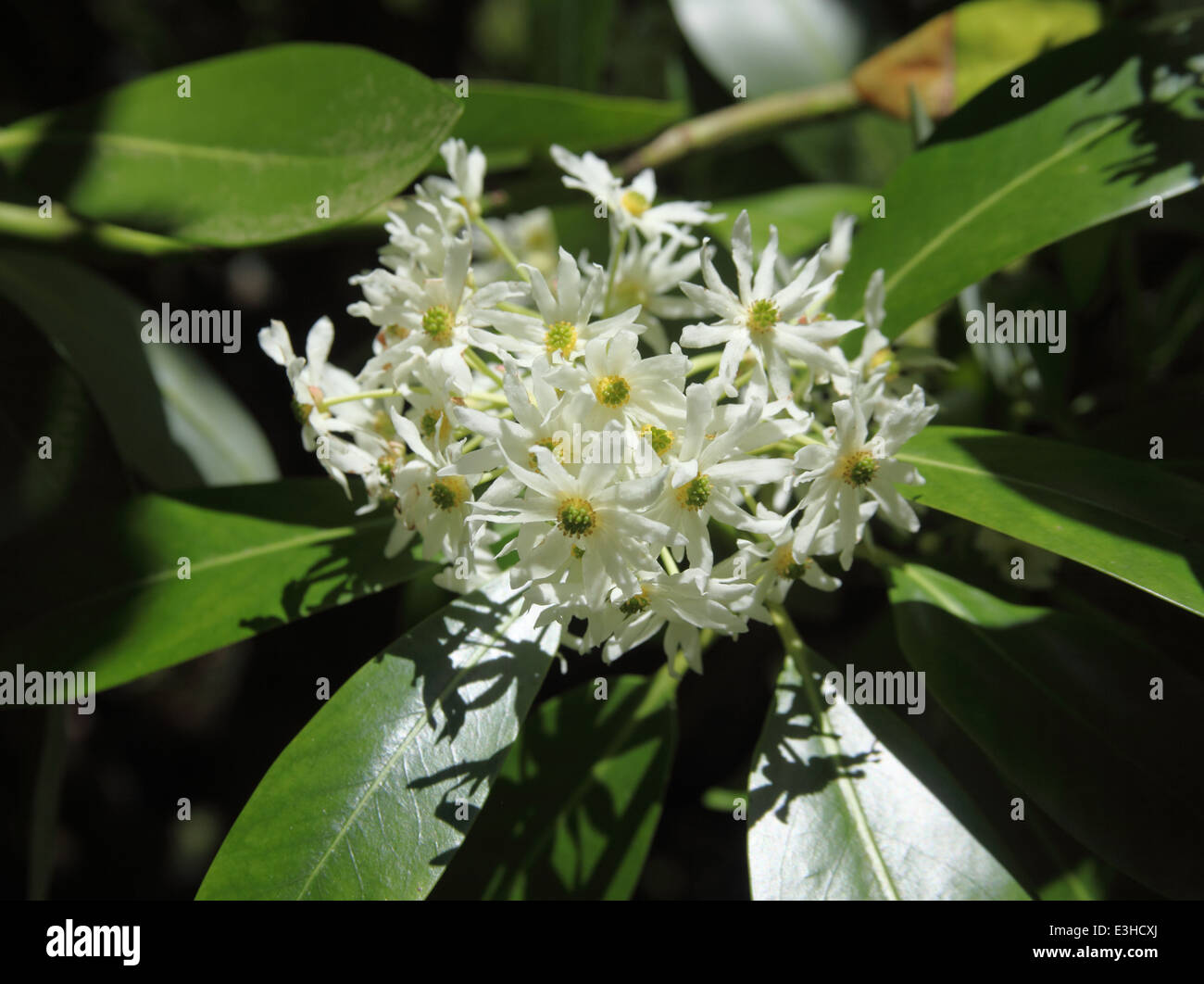 Drimys hi-res stock photography and images - Alamy