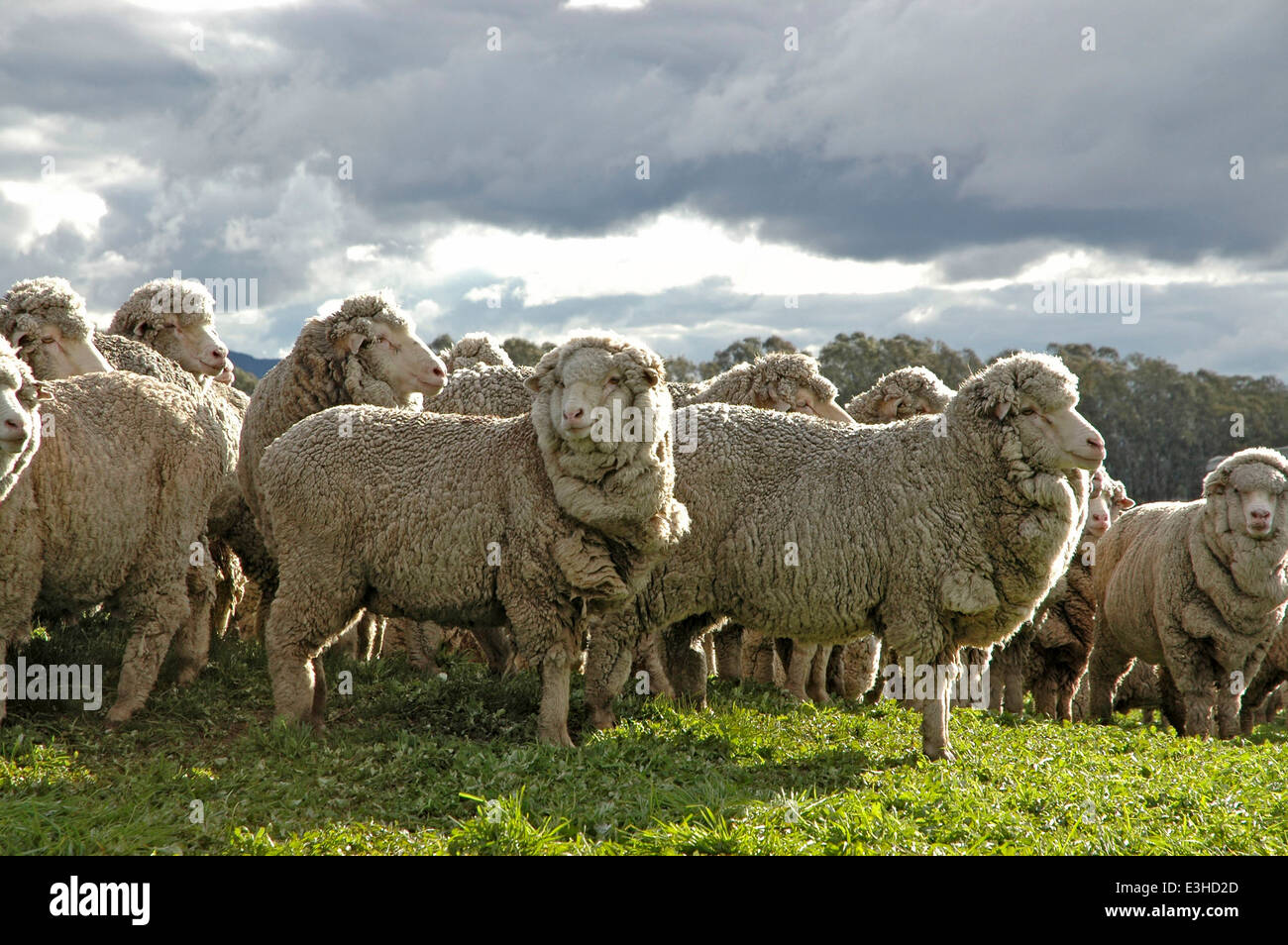 Mob of sheep, mustered for drafting Stock Photo - Alamy