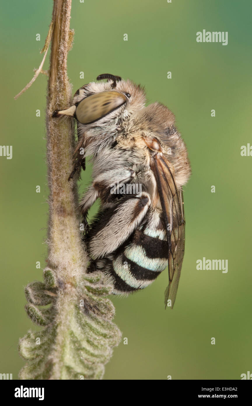 Blue Banded Bee High Resolution Stock Photography and Images - Alamy