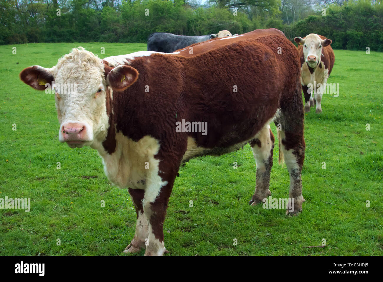 Pregnant in Calf Hereford heifers - young beef cattle Stock Photo - Alamy