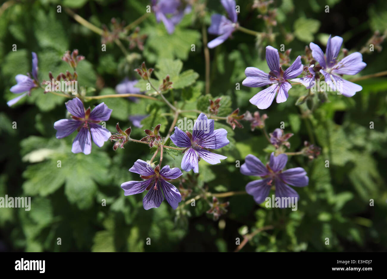 Mayes hi-res stock photography and images - Alamy