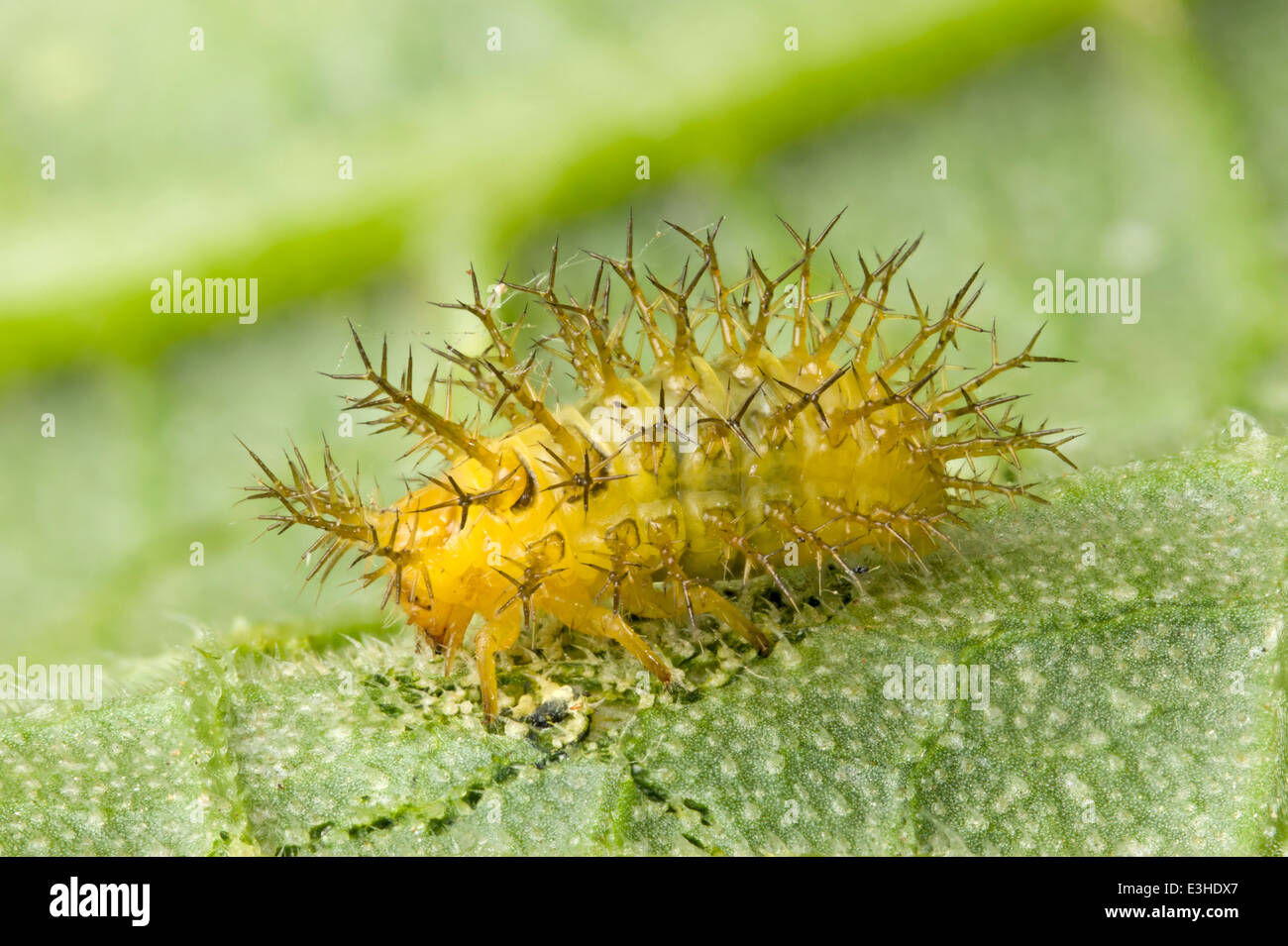 Leaf eating ladybird (ladybug) larva Stock Photo - Alamy